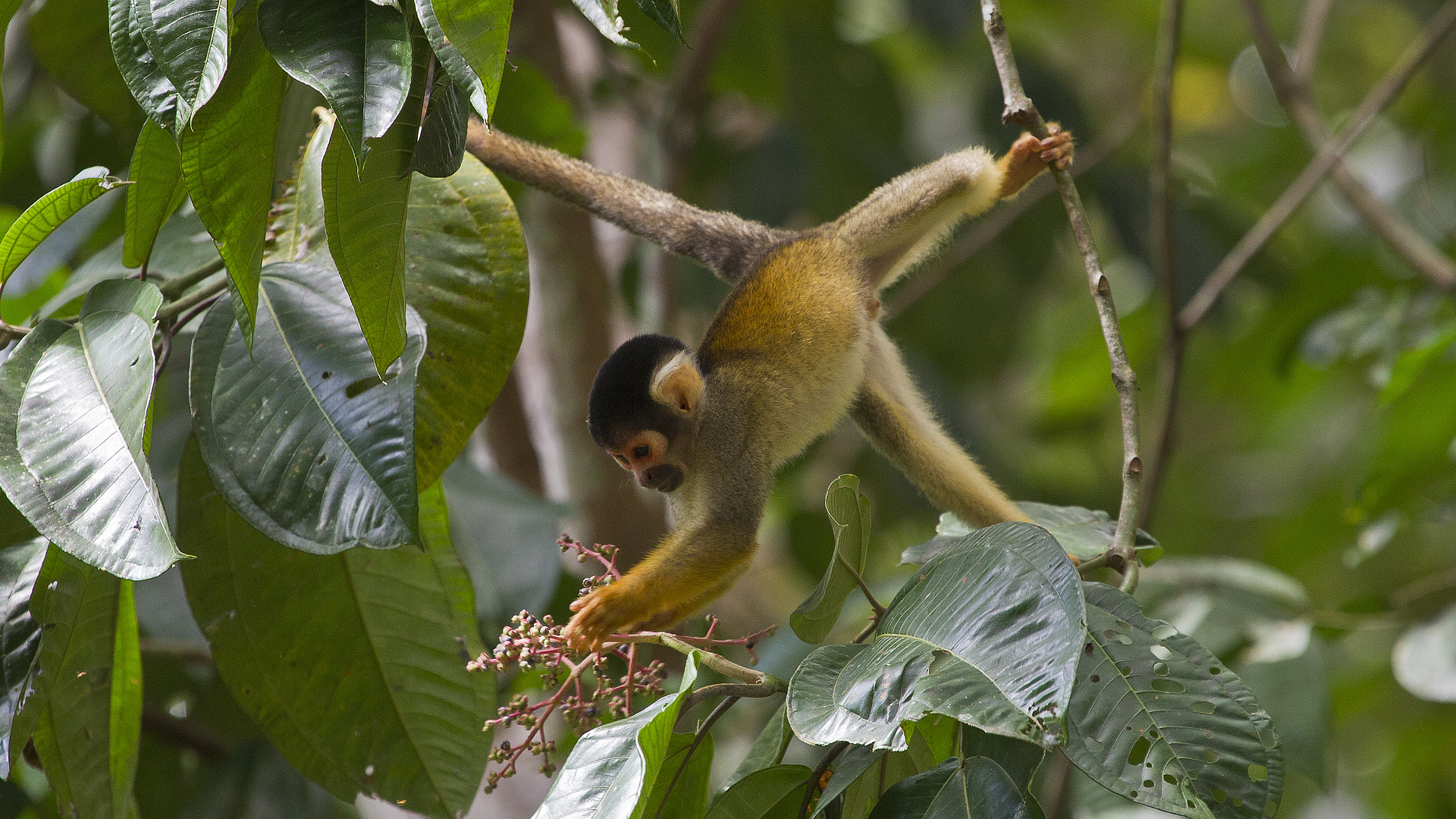 Our Mission | Cocha Cashu Biological Station