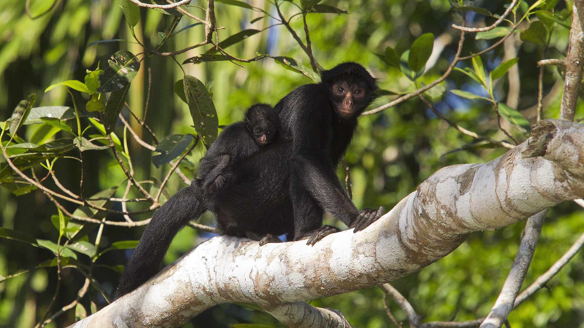 Estación Biológica Cocha Cashu