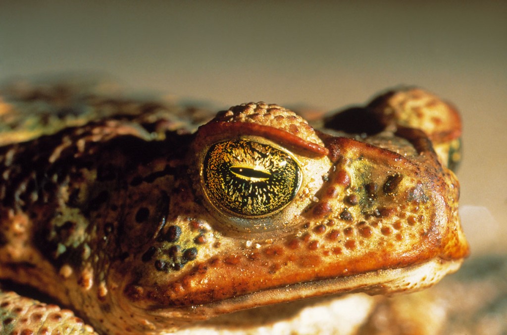 Cocha Cashu En Resumen | Estación Biológica Cocha Cashu