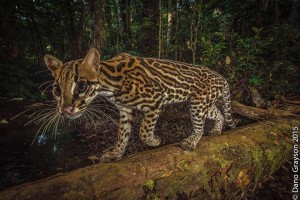 GIS | Cocha Cashu Biological Station